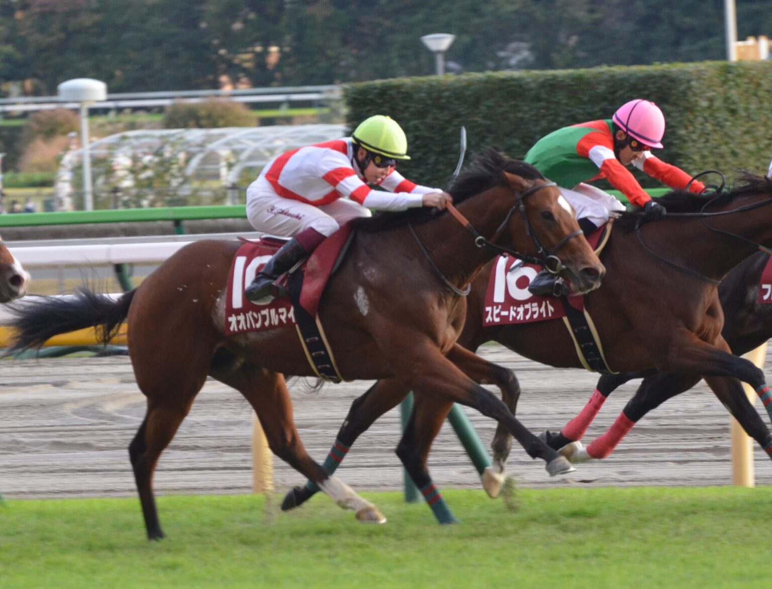 [NHKマイルC]主役不在も楽しみなメンバーが集結。オオバンブルマイ、カルロヴェローチェ、モリアーナらが火花を散らすマイル戦。 - 重賞プレビュー | ウマフリ | 競馬コラム＆ニュース