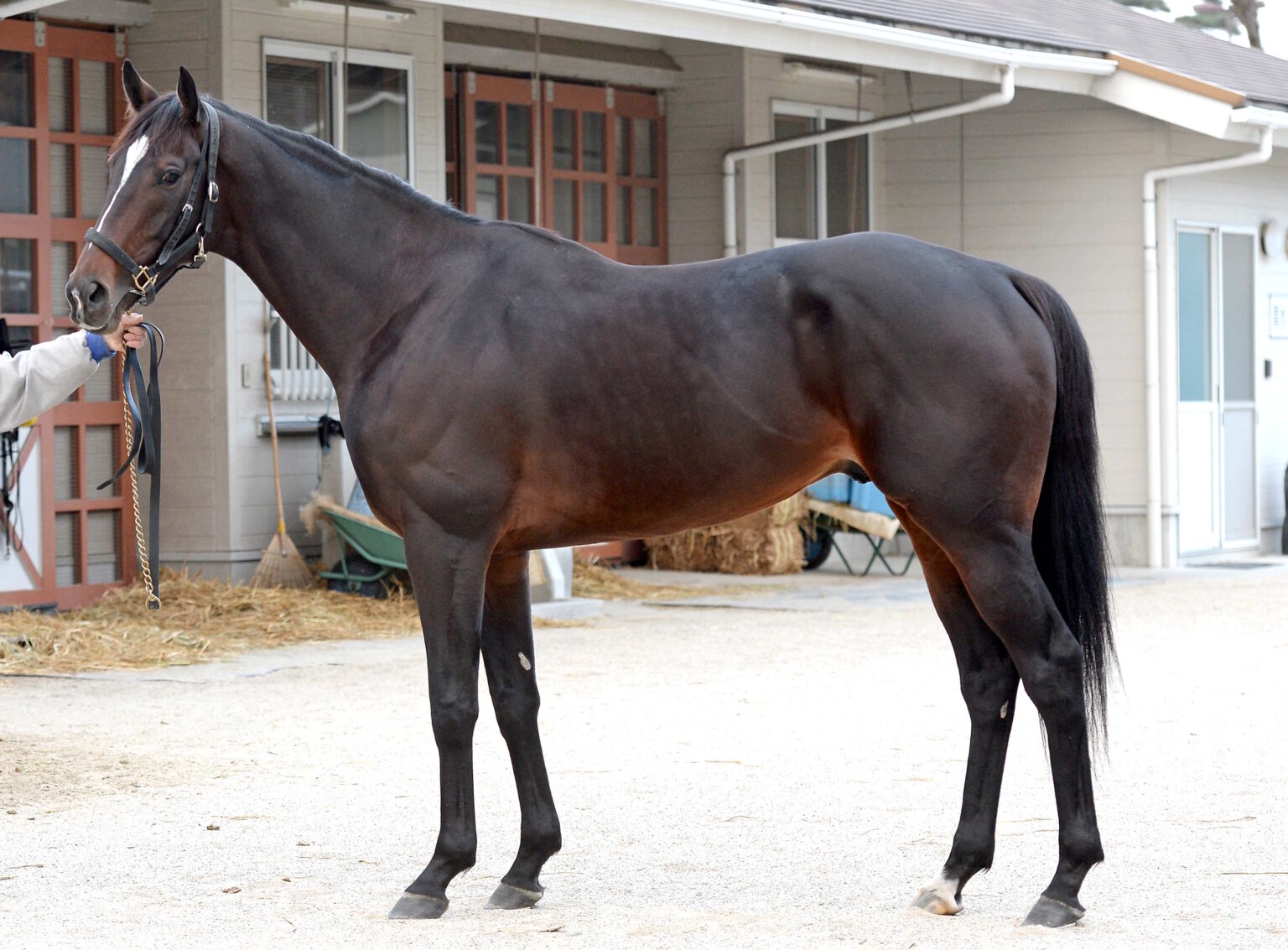 「馬体の教科書」発売記念！ 日本ダービー馬のつくり方―最高に走る馬の馬体構造論 序文掲載 | ウマフリ | 競馬コラム＆ニュース